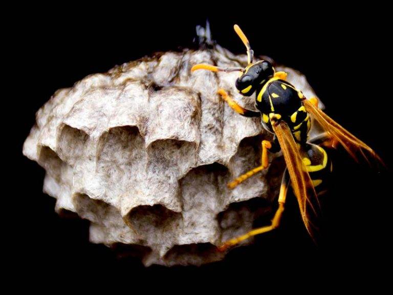Wasp FAQs | Discover 100s of facinating facts about wasps